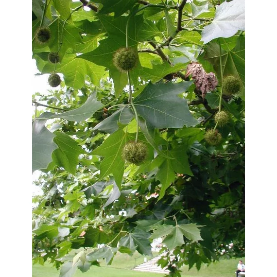 Platán /Platanus × acerifolia - Quercus Faiskola